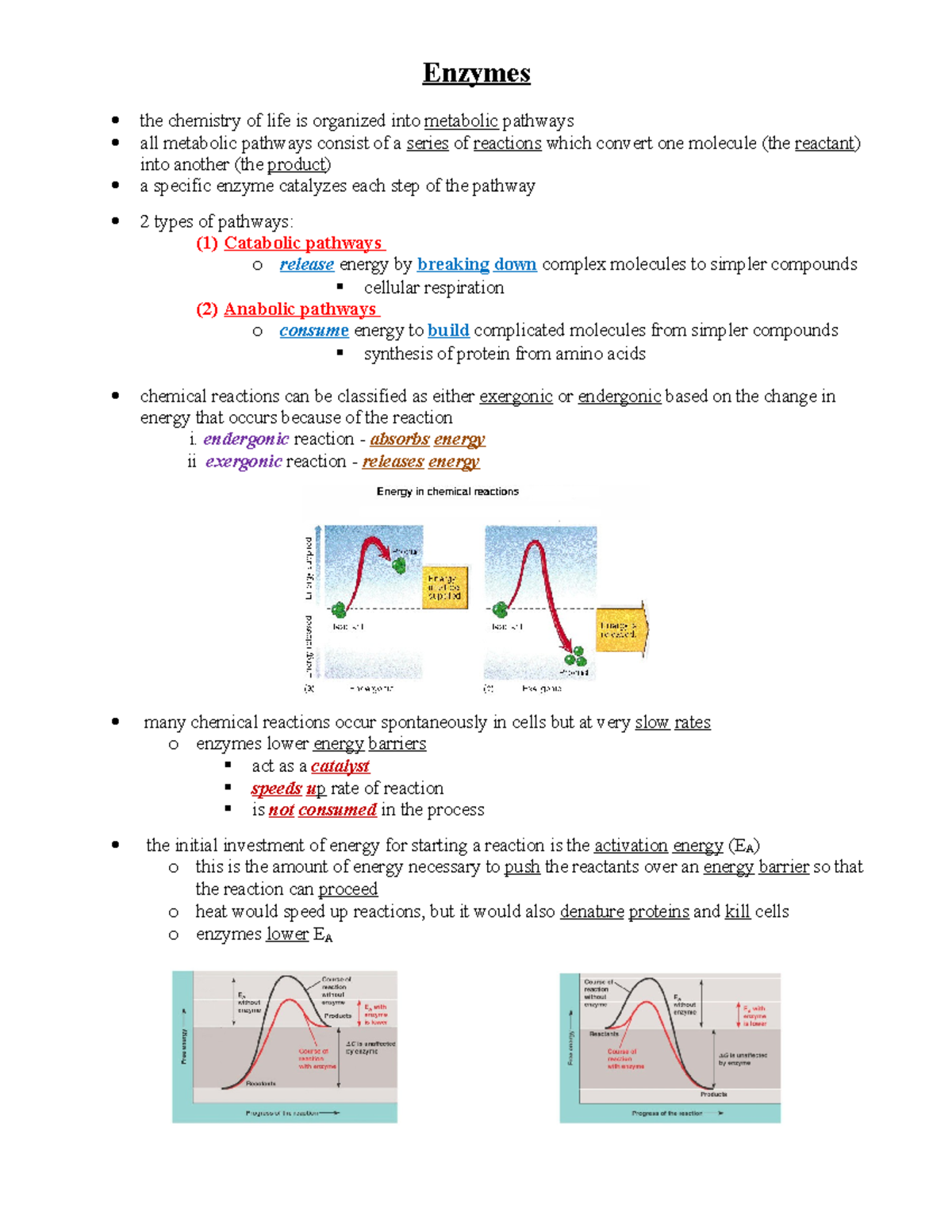 Enzymes - Class Note - enzyme notes - Enzymes the chemistry of life is ...