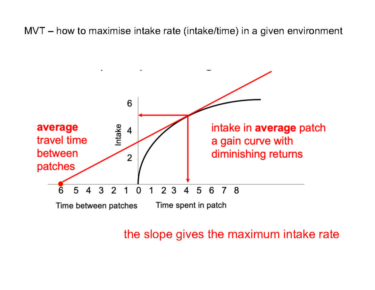 Lecture 7 - Risk - lec 7 risk - MVT 3 how to maximise intake rate ...