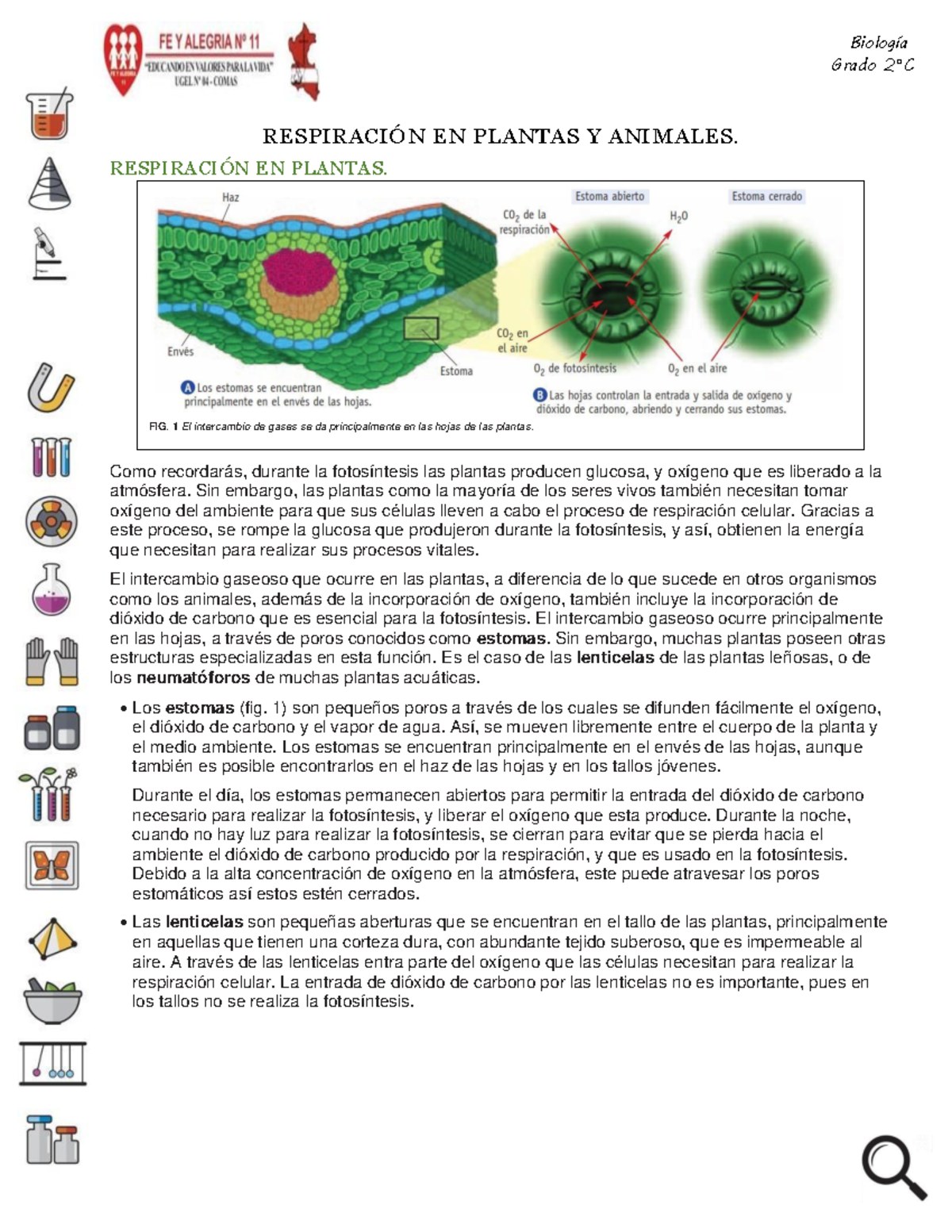 La respiración en animales y plantas 2°C - Grado 2°C RESPIRACI”N EN ...