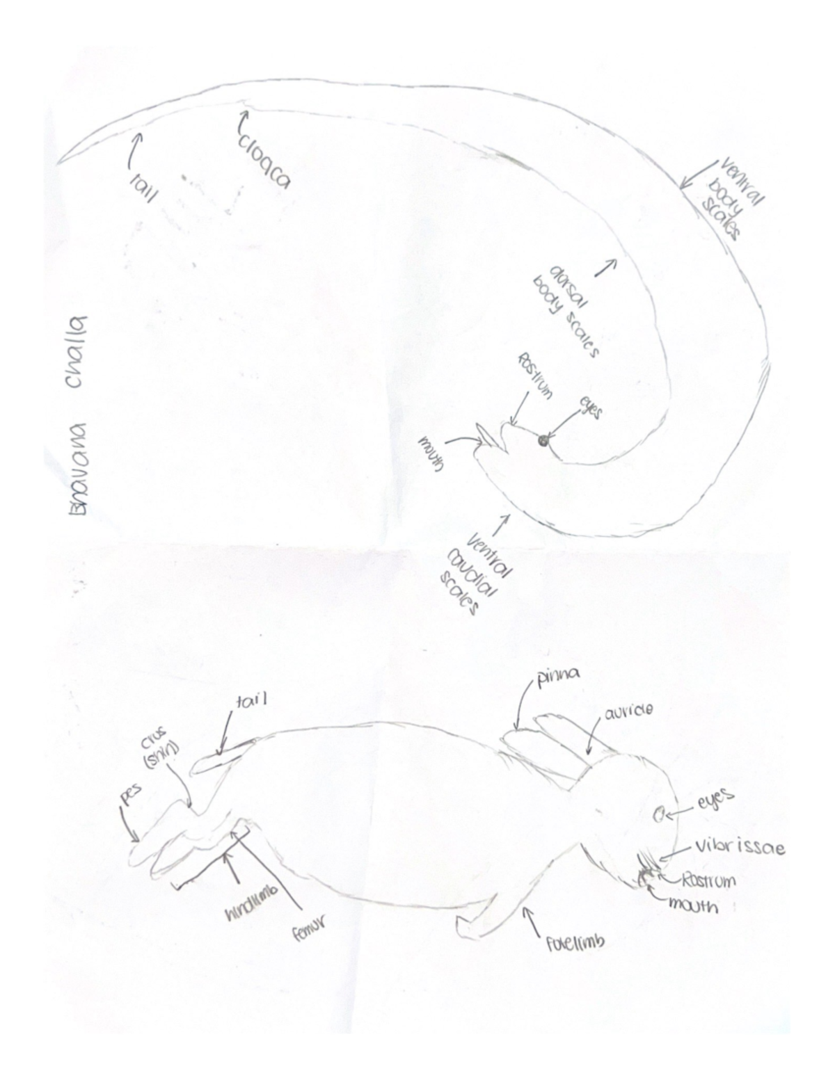 Lab Week 1 drawings - Bio 136H - Studocu