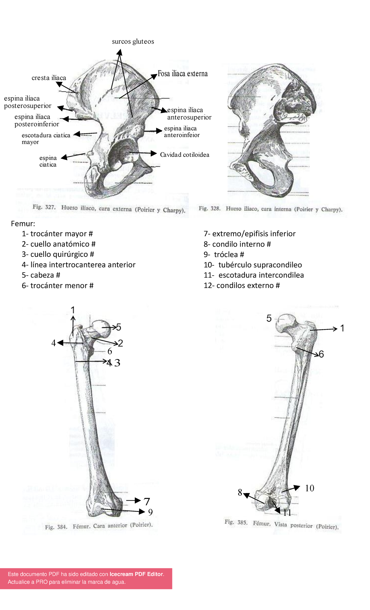 Taller anatomia - Warning: TT: undefined function: 32 Warning: TT: undefined function: 32 Femur ...