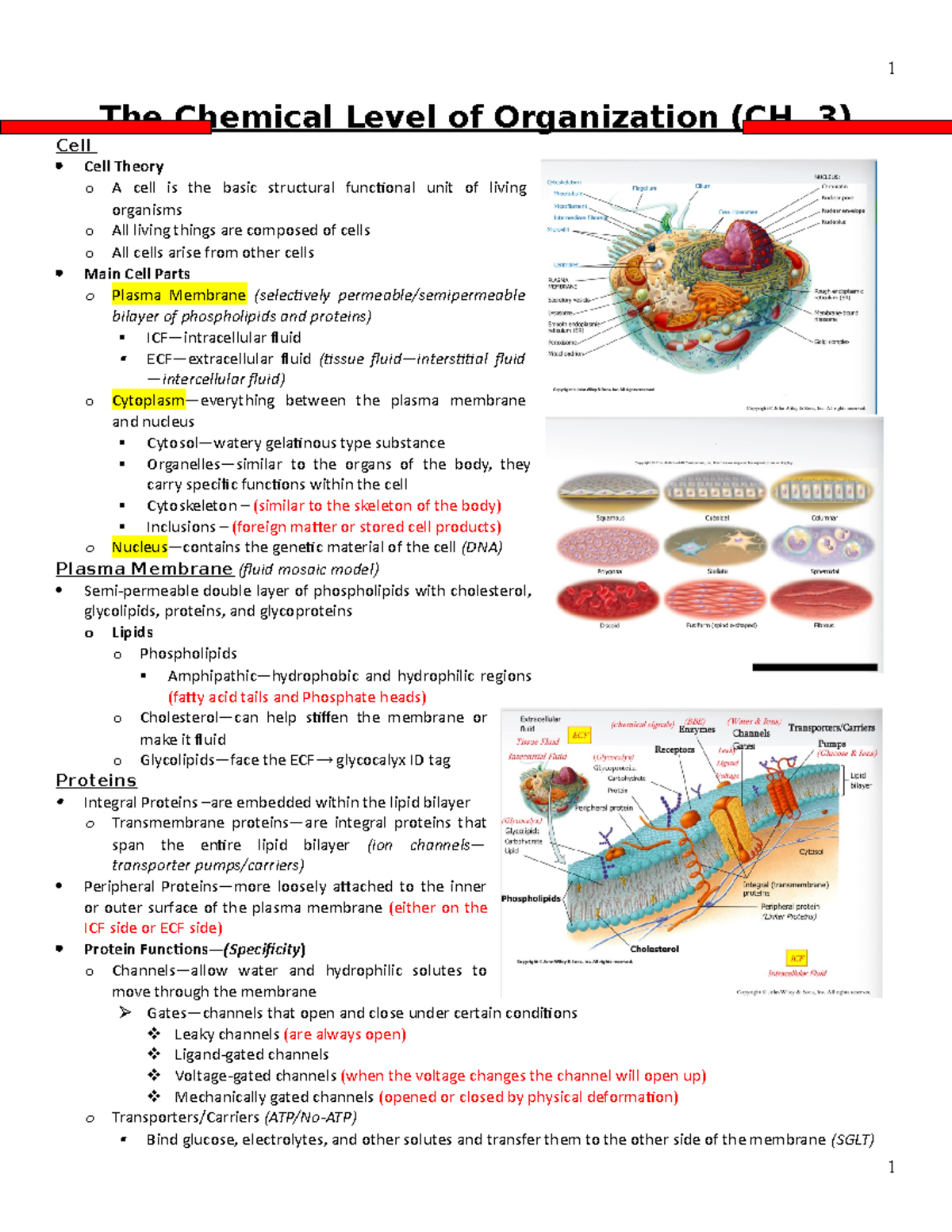 Chapter 3 Organization Celluar Level - The Chemical Level of ...