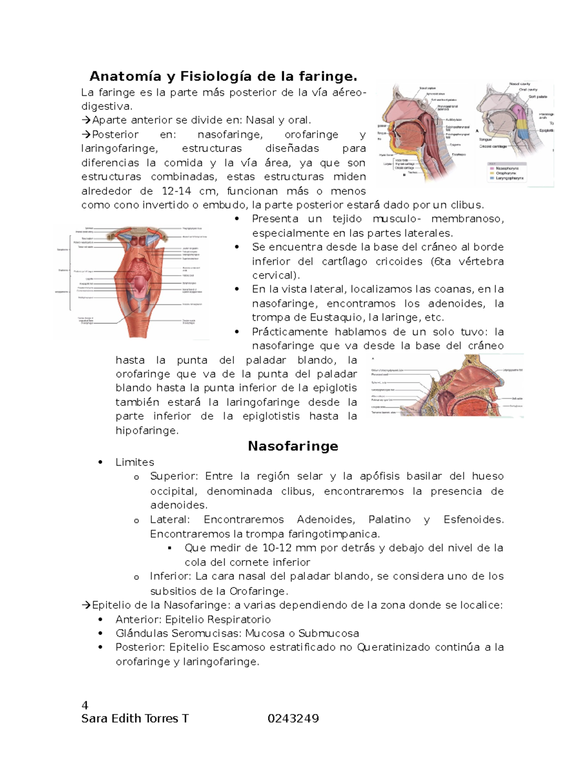 Fisiologia de la Faringe - Anatomía y Fisiología de la faringe. La ...