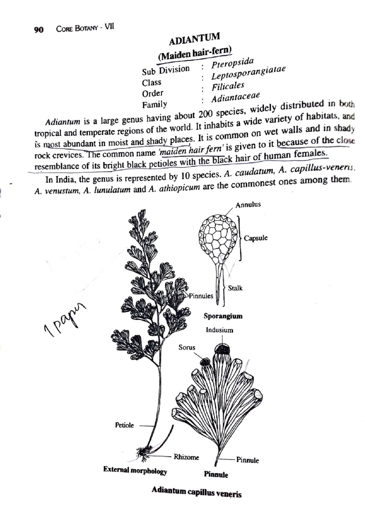 Adiantum - Environmental Biology, Forest Botany, Plant Biotechnology, Evolution. - Studocu
