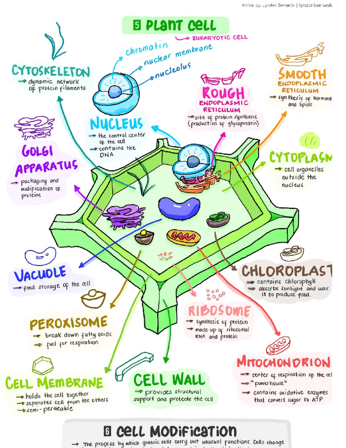 Plant cell - Environmental Science - Studocu