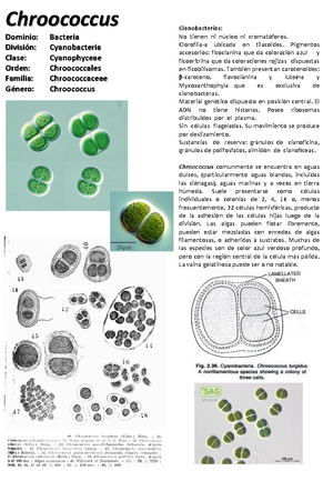 Biologia de Protistas-2020 Stramenopila 1 - Biología de Protistas ...