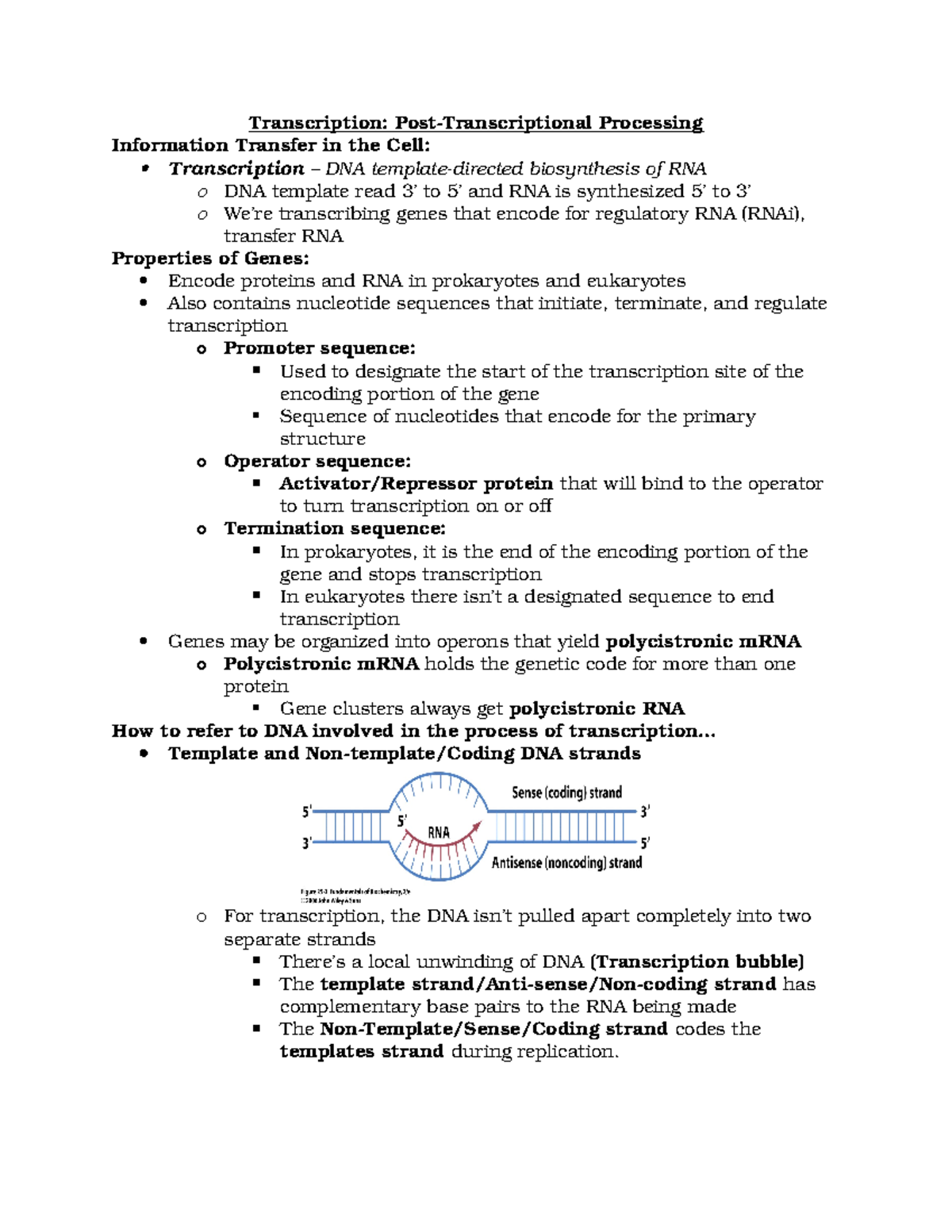 Transcription Notes (Autosaved) - Transcription: Post-Transcriptional ...
