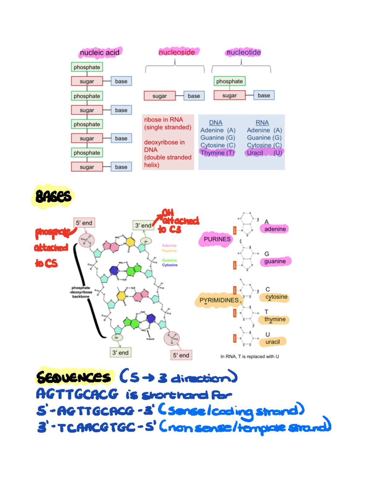 DNA The basics - Genetics - BASES To a t t t a c h e d phosphate to C ...