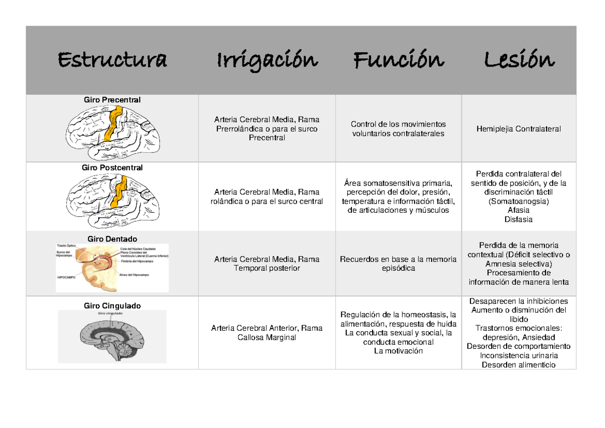 Act 10 - Actividad práctica de neuroanatomía - Estructura Irrigación ...