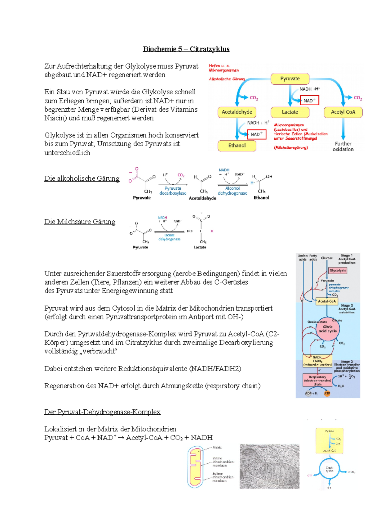 Biochemie Zsmfassung Citratuzyklus - Biochemie 5 – Citratzyklus Zur ...