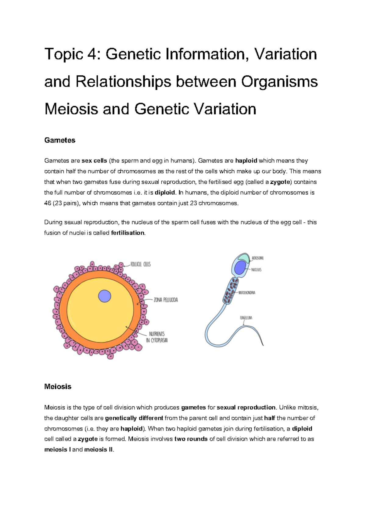 4.1 Meiosis and Genetic Variation - Topic 4: Genetic Information ...