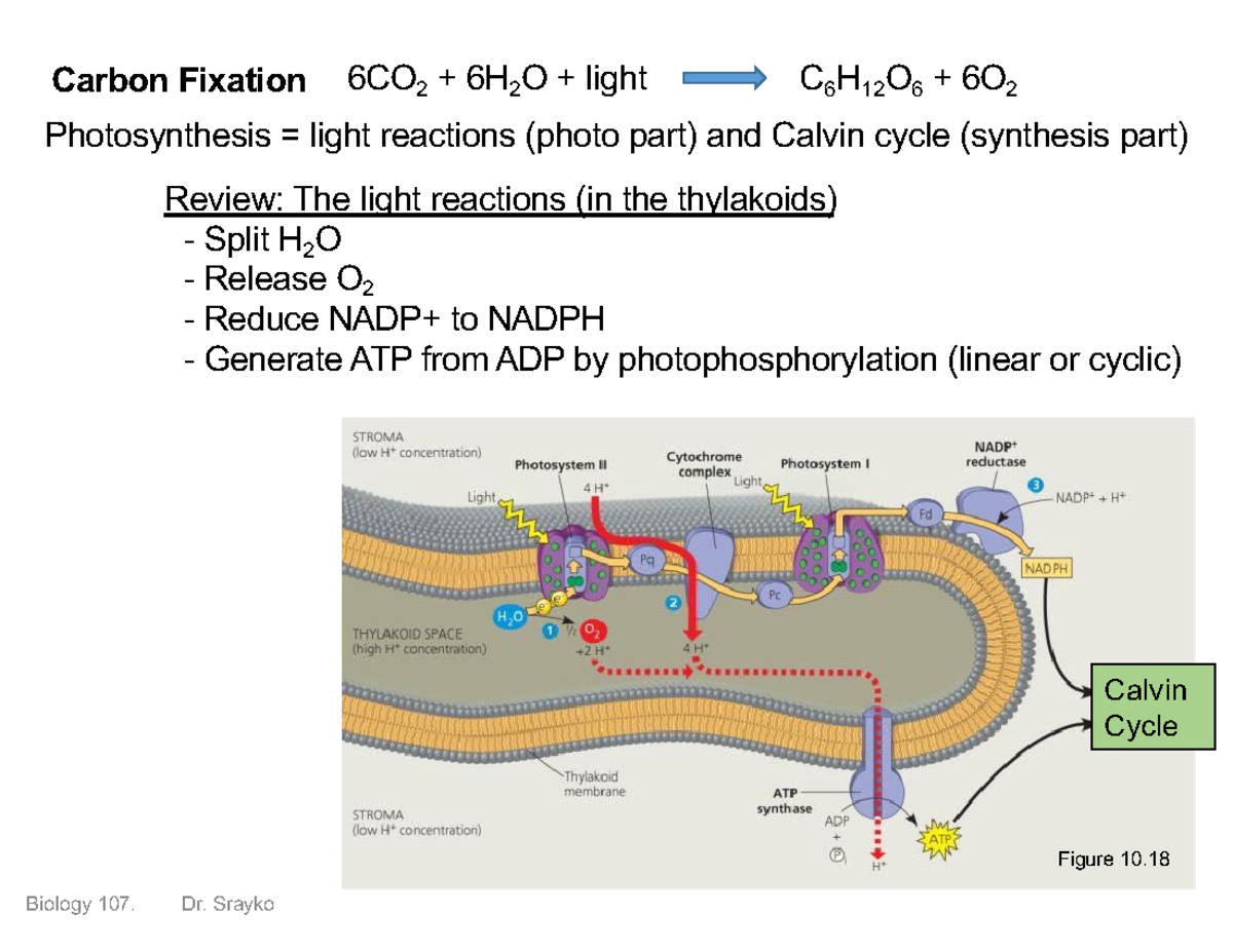107Lect 18Slides - notes with details written in some! - Biology 107 ...
