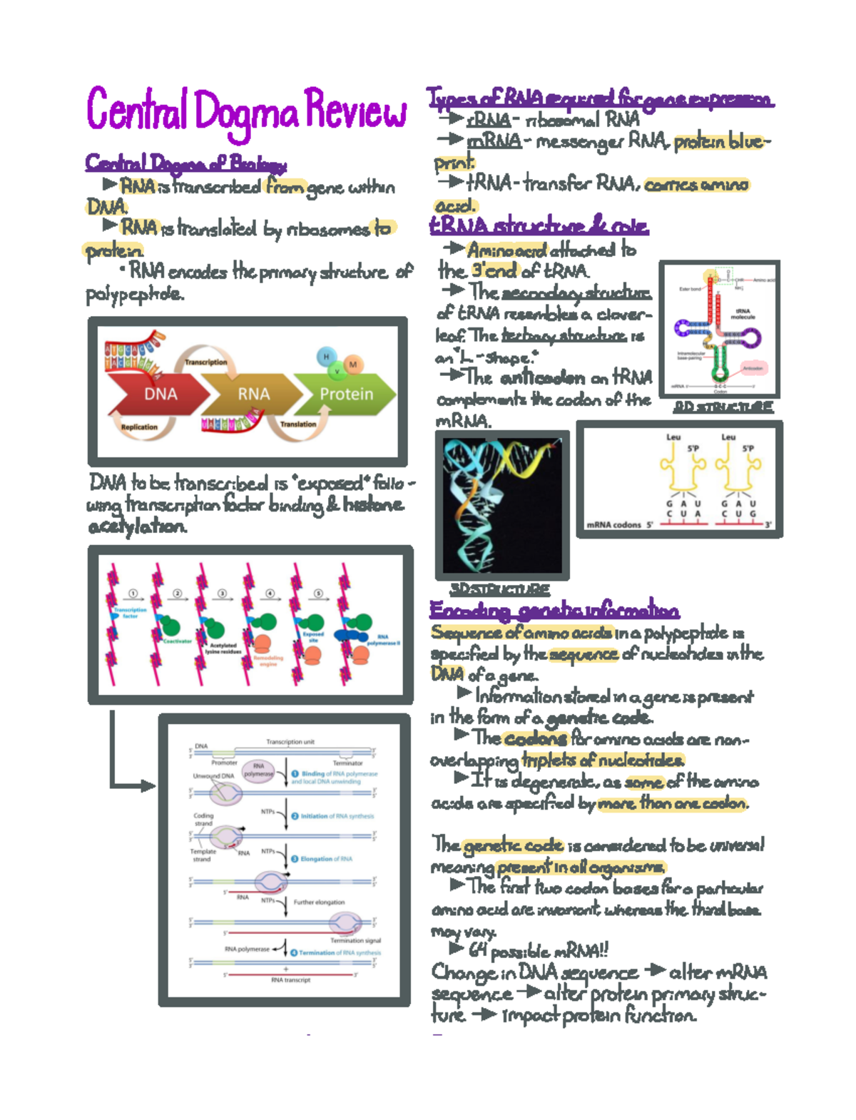 Central Dogma (review), Protein structure and Amino Acids - Centra DogmaReview - Studocu