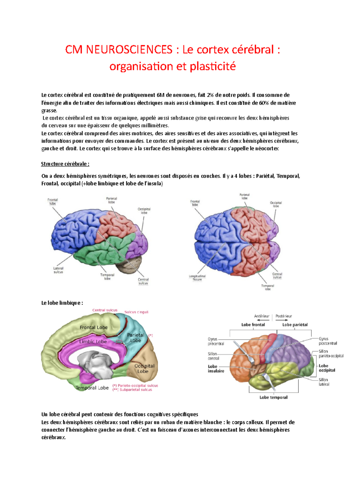 CM Neurosciences cortex - CM NEUROSCIENCES : Le cortex cérébral ...