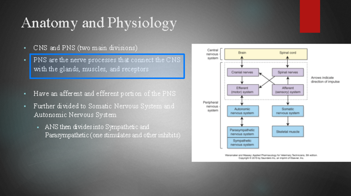 Pharmacology 15 - CNS and PNS (two main divisions) PNS are the nerve ...