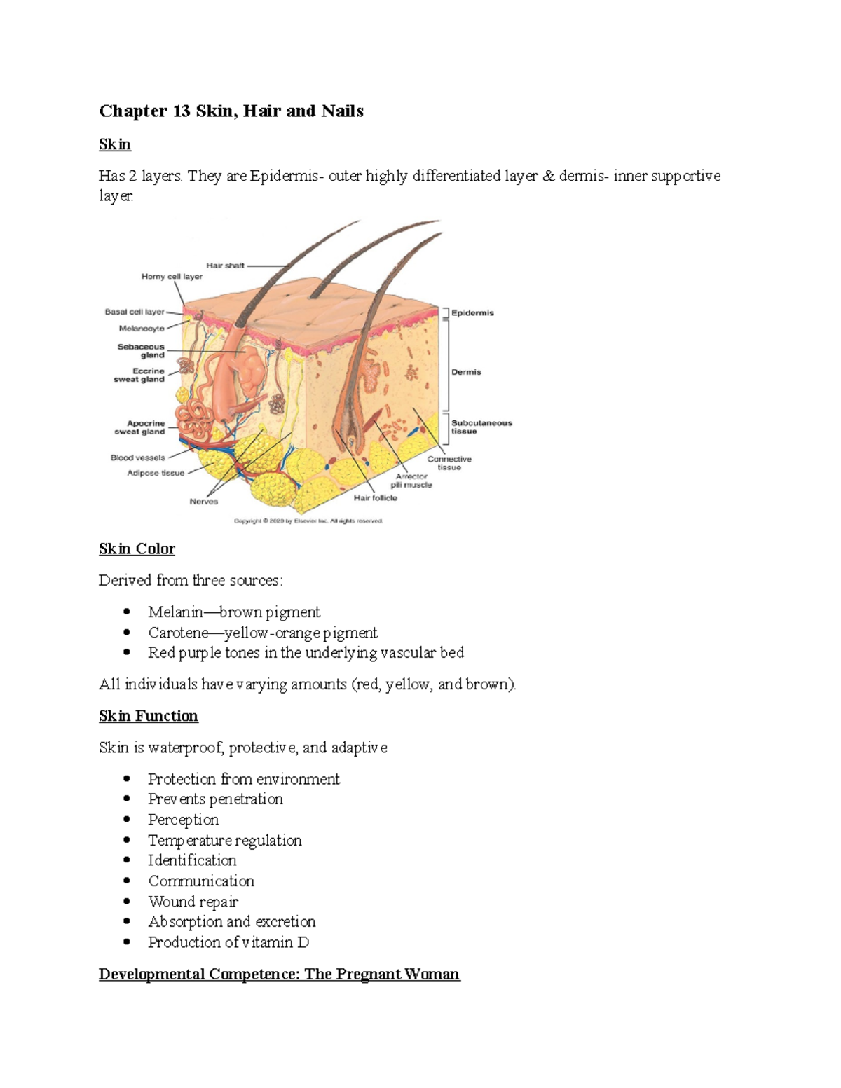 Chapter 13 Skin, Hair & Nails - Chapter 13 Skin, Hair and Nails Skin Has 2 layers. They are ...