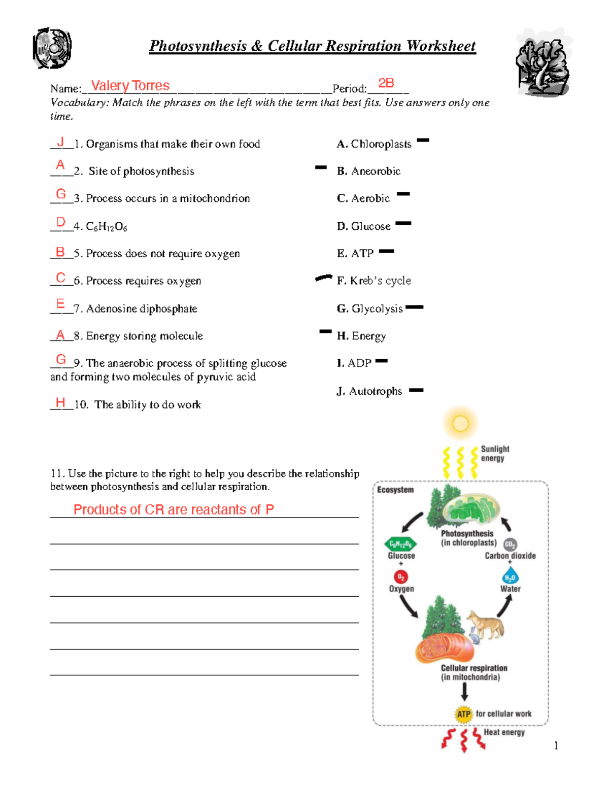 Photosynthesis & Cellular Respiration WS - 1 Photosynthesis & Cellular ...