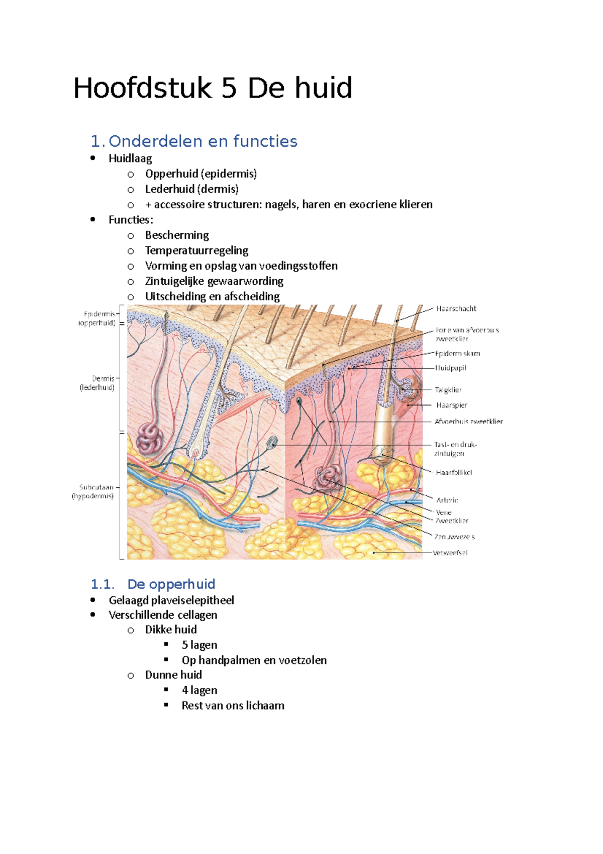 Hoofdstuk 5 De huid - Hoofdstuk 5 De huid 1 en functies Huidlaag o ...