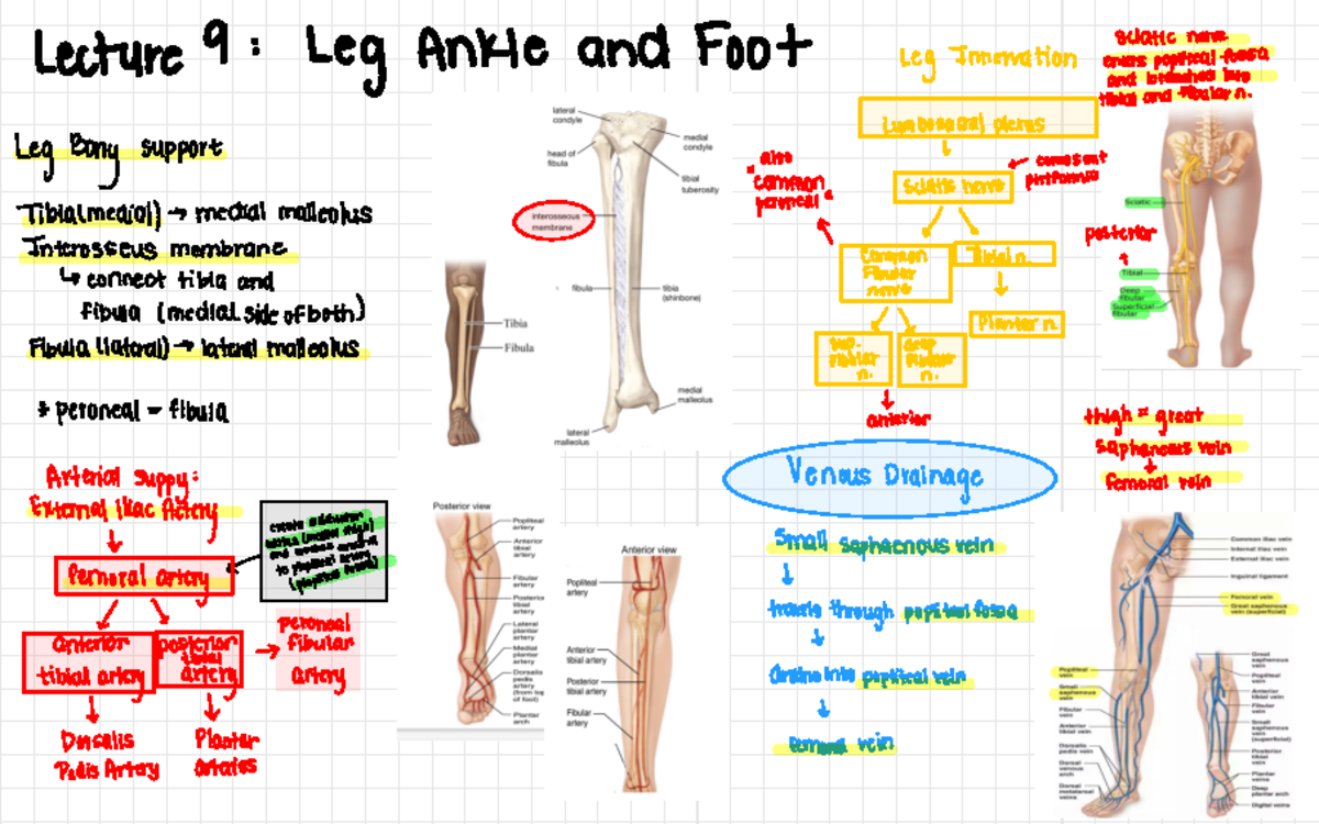Lecture 9 - professor ppt notes - sciatic nerve Lecture 9 : Leg Ankle ...