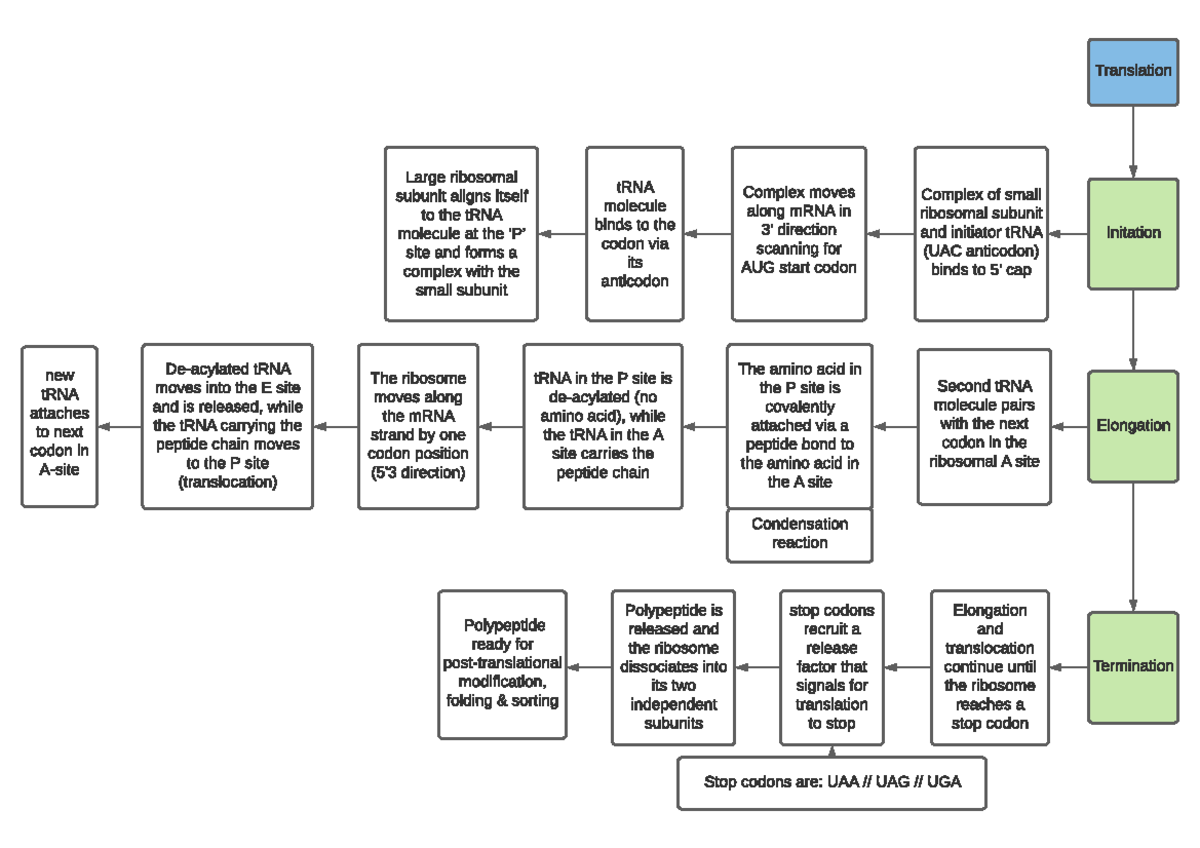 Translation flow map - Translation Initation Elongation Termination ...