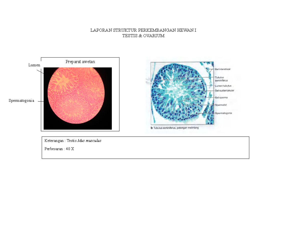 Struktur Perkembangan Hewan - Testis dan Ovarium - LAPORAN STRUKTUR ...