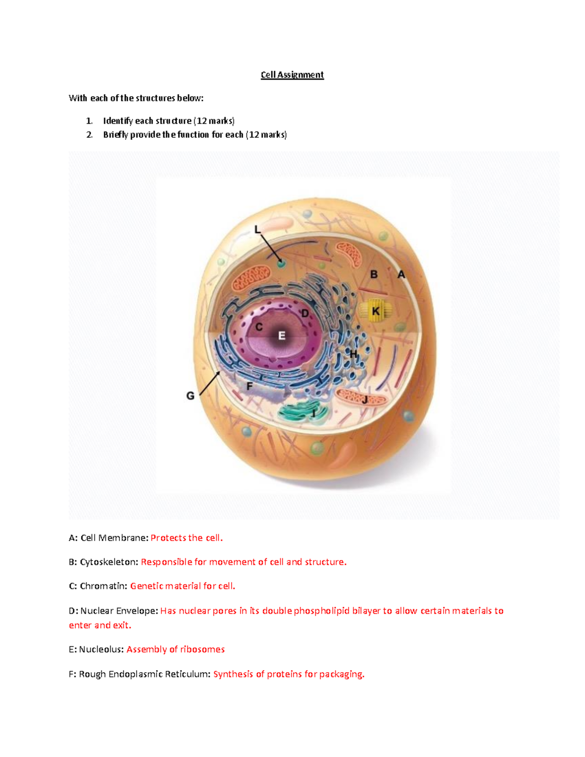 HW2 - The Cell and its parts eukaryote and prokaryote - Cell Assignment ...