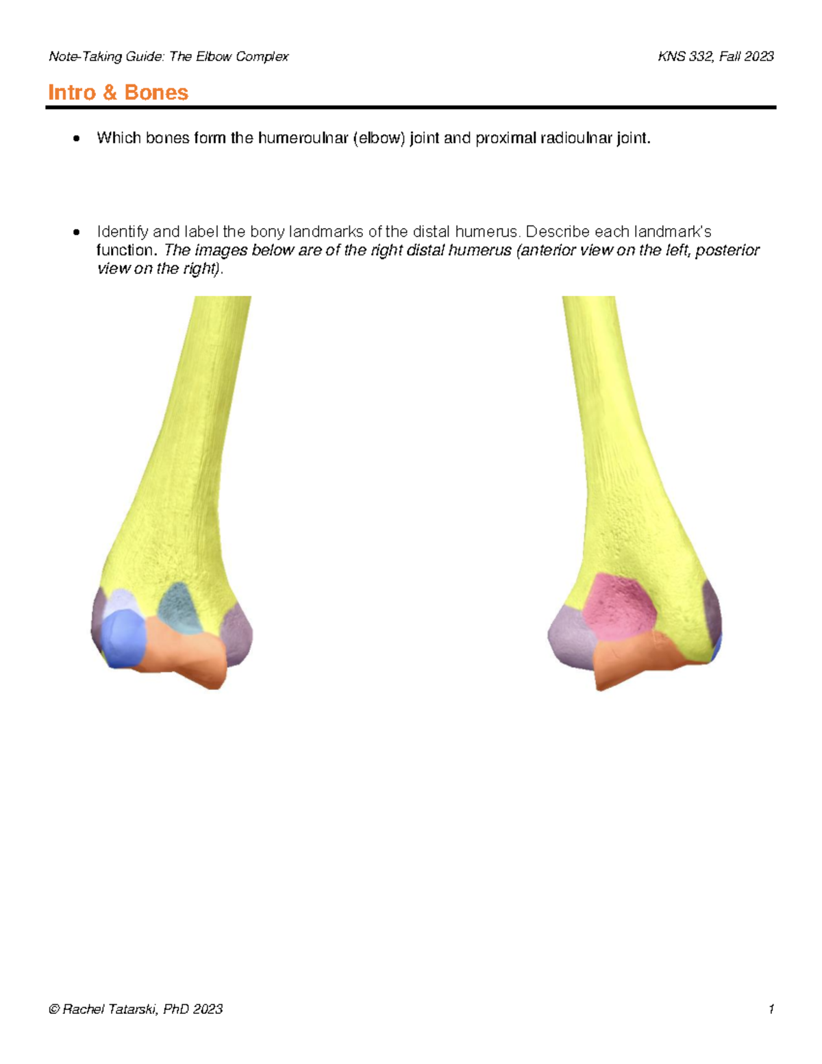 KNS332 - 9 Elbow Notes - F2023 - Intro & Bones • Which bones form the ...
