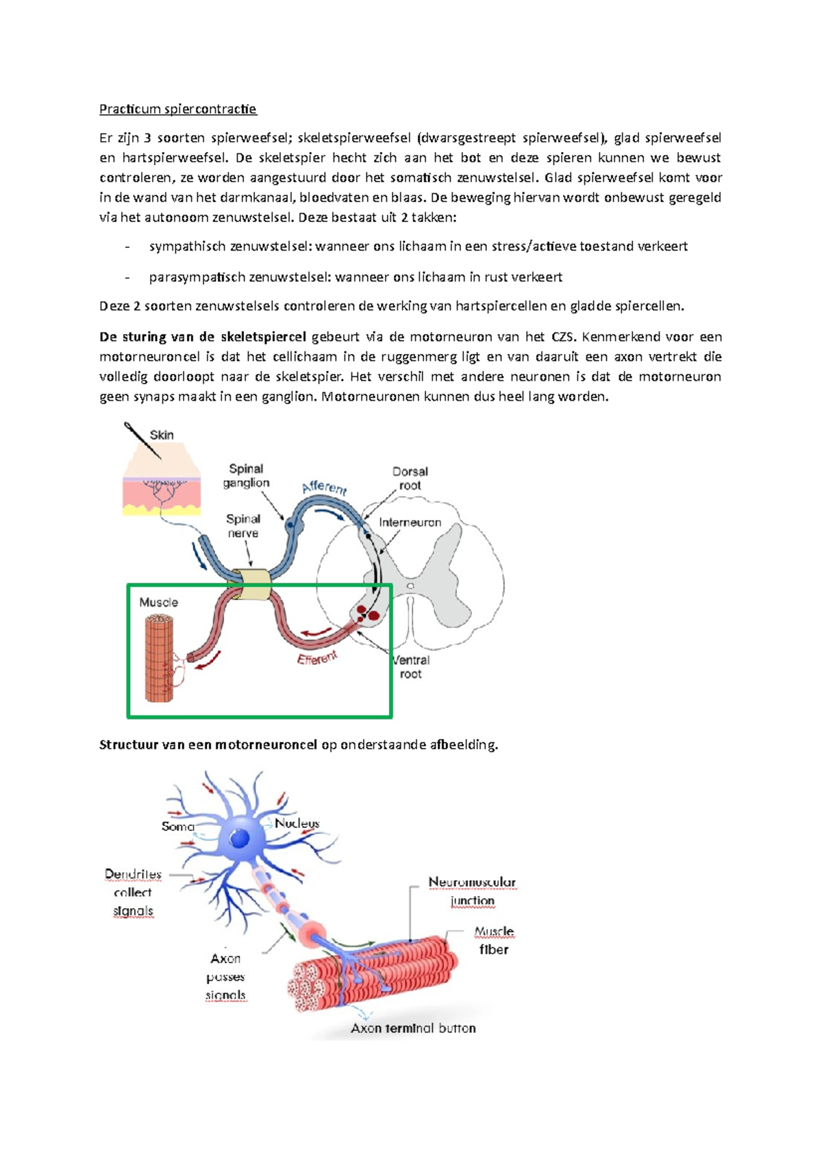 Fysiologie: practicumnotities en samenvatting over spieren - Practicum ...