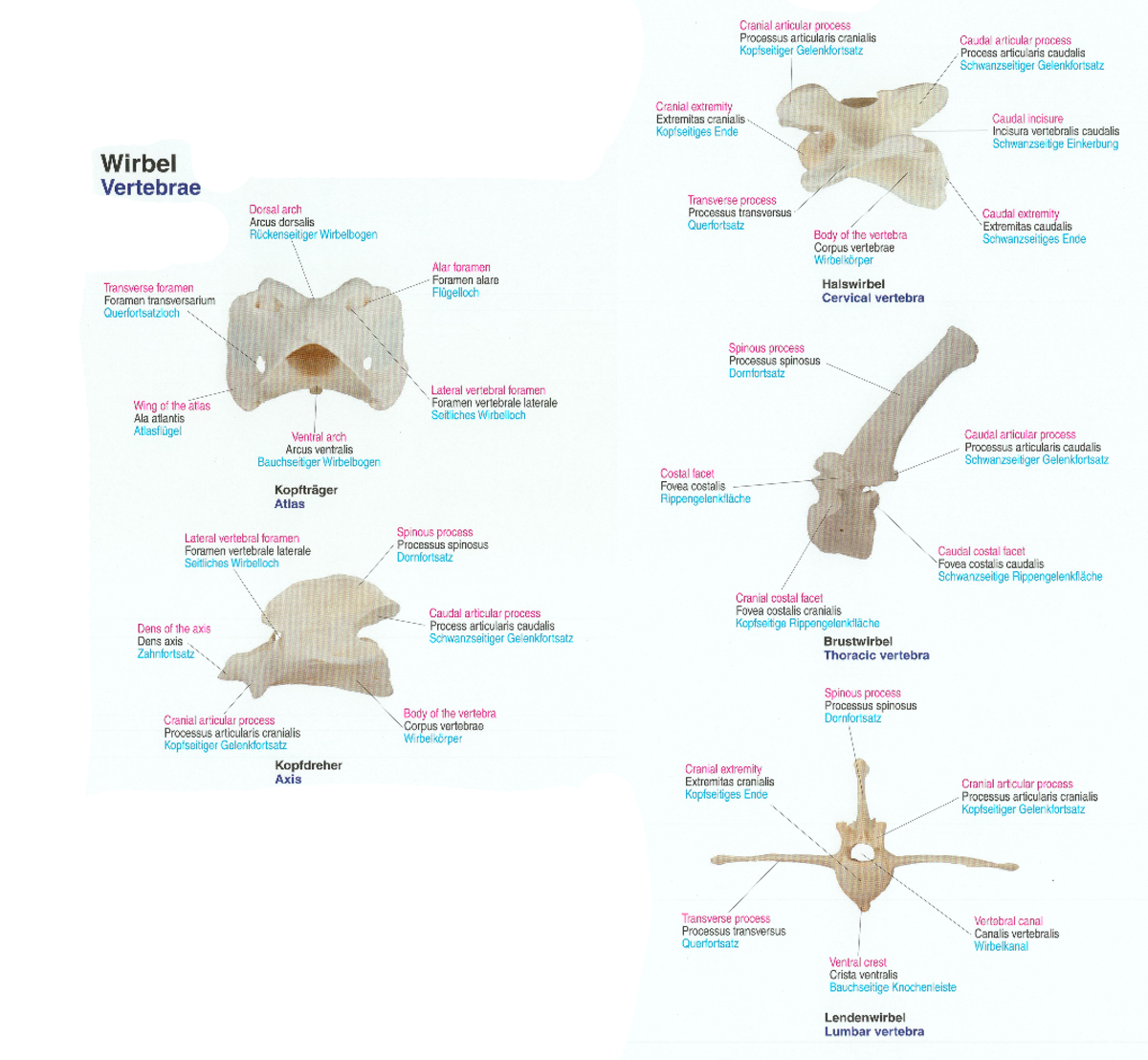skeleton horse - vertebrae - Anatomie 2 - Studocu