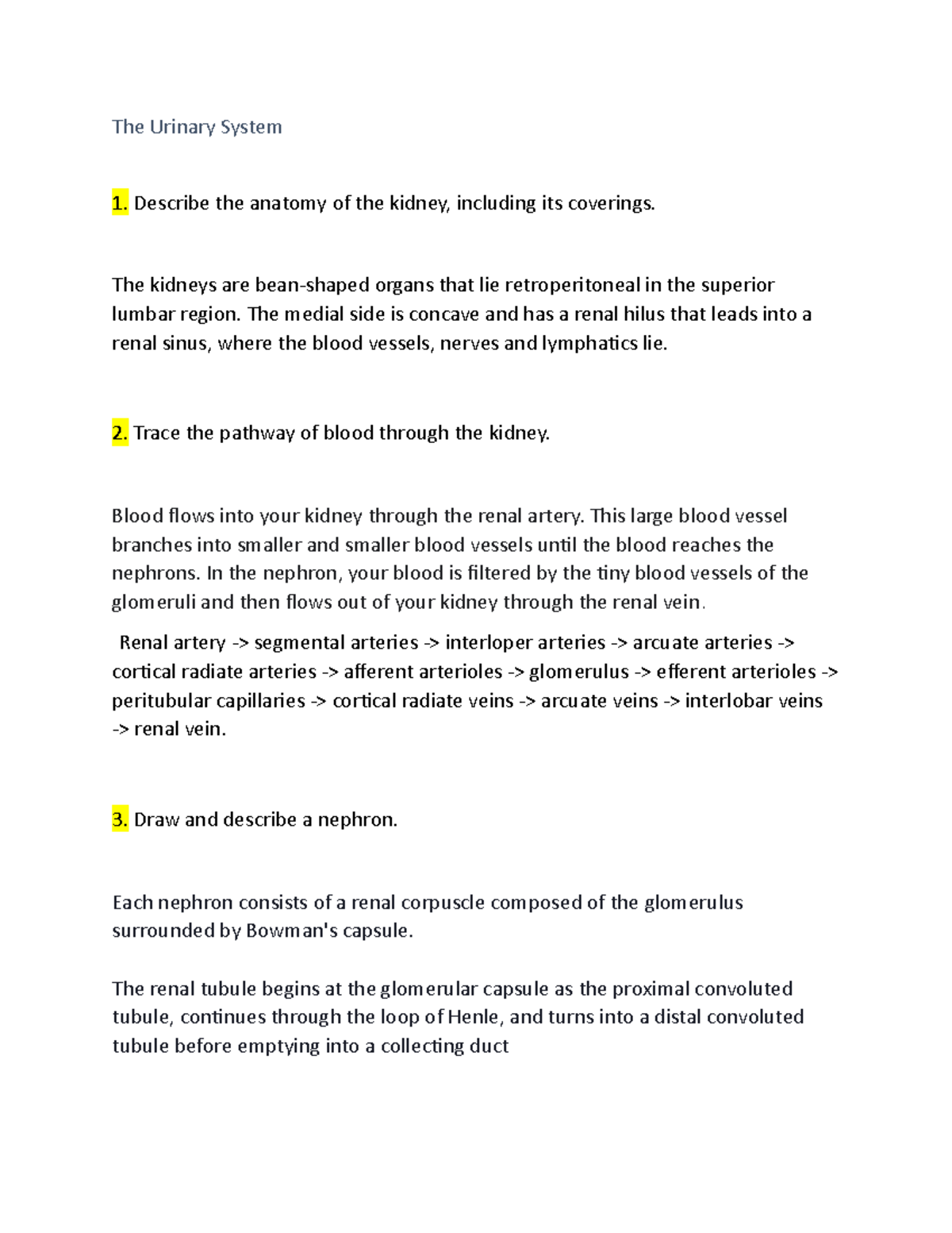 Urinary system practice questions - The Urinary System Describe the ...