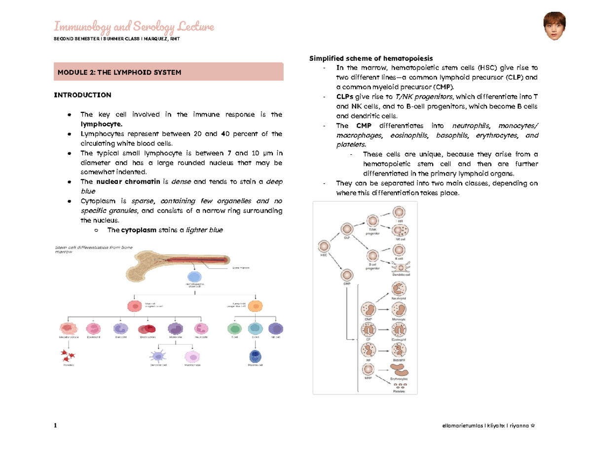 IS- Module-2 - SECOND SEMESTER l SUMMER CLASS l MARQUEZ, RMT MODULE 2: THE LYMPHOID SYSTEM - Studocu