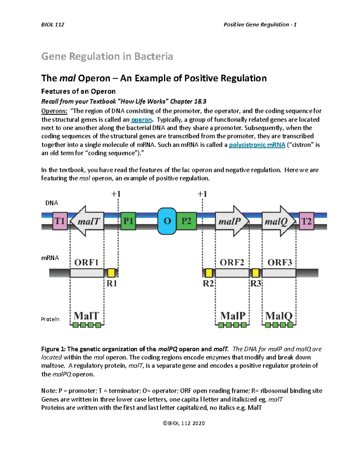 3.6 mal Operon Reading - nit 2 Gene Regulation in Bacteria The mal ...