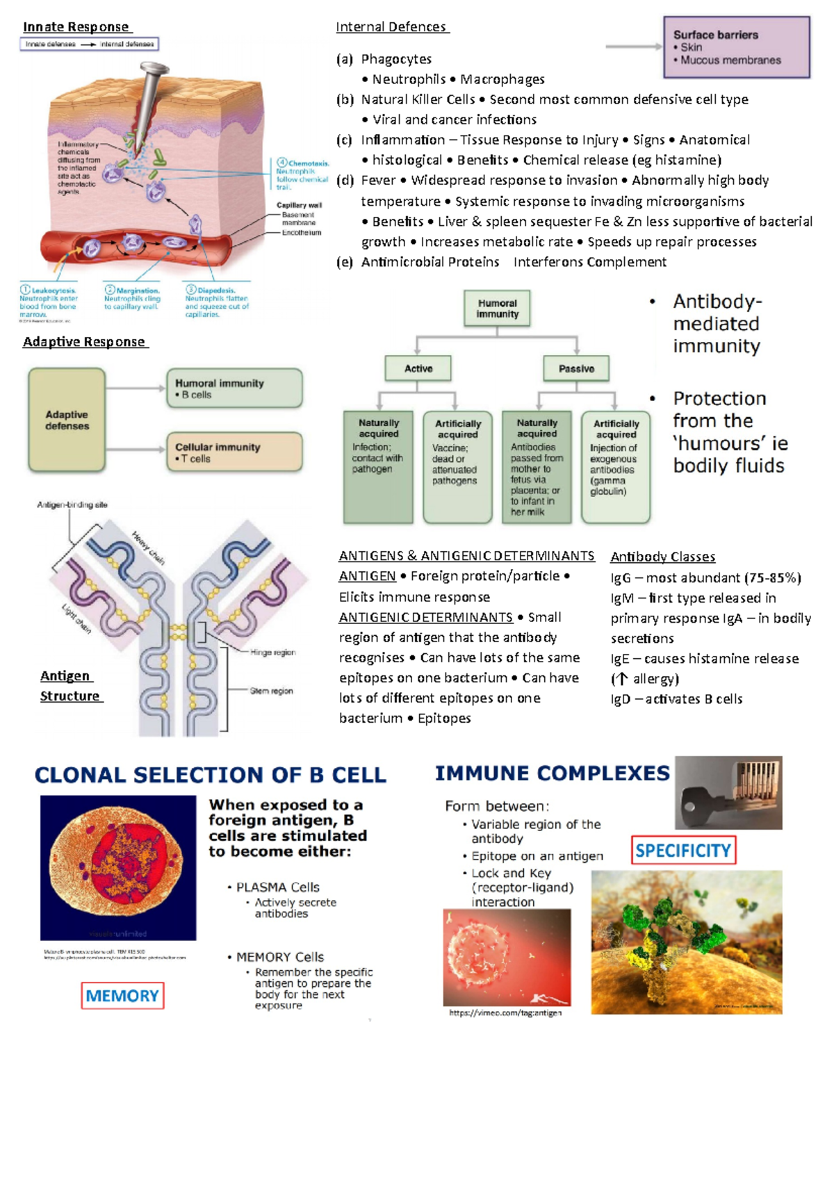Immune System - Lecture Notes - Antigen Structure Adaptive Response ...