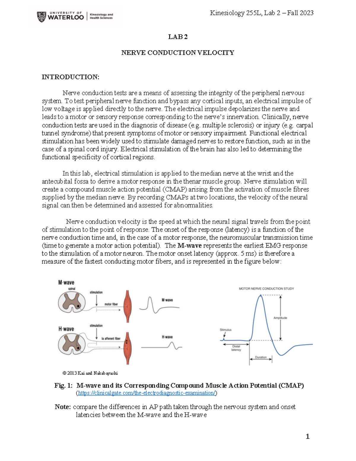 LAB 2 Nerve Conduction Velocity F '23 - LAB 2 NERVE CONDUCTION VELOCITY ...