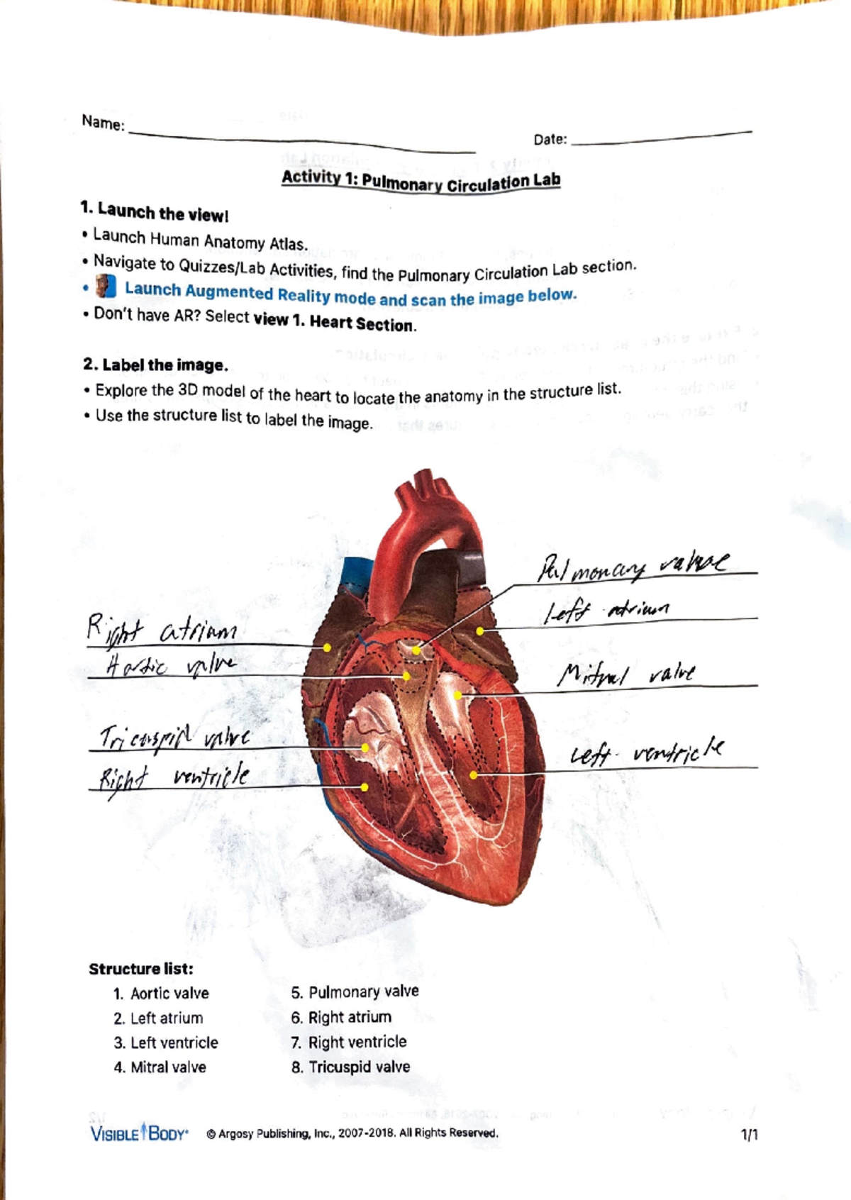 Pulmonary circulation lab - BIO117 - Studocu