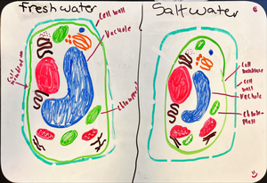 Kami Export - Kami Export - video recap of dna replication by amoeba ...
