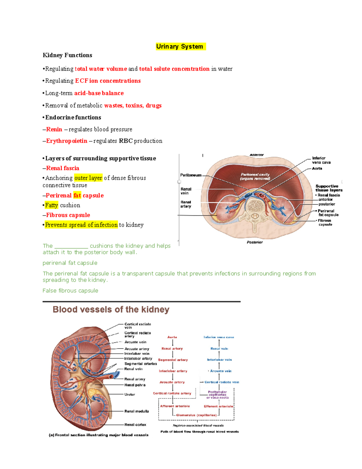 Bio 347 Exam 3 - study guide for exam 3 - Urinary System Kidney ...