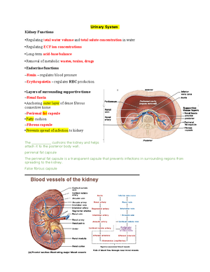 Anatomy II Chpt 17-20 - Notes - CHAPTER 17: BLOOD Blood Functions 1 ...