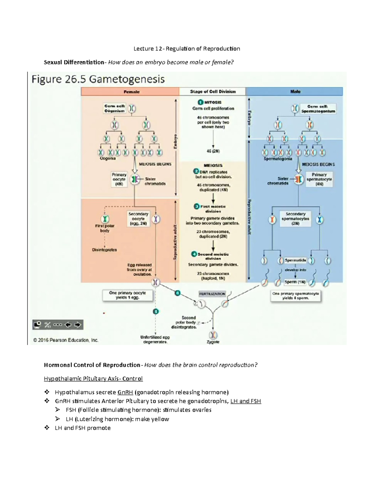Lecture 12 Regulation of Reproduction - Studocu