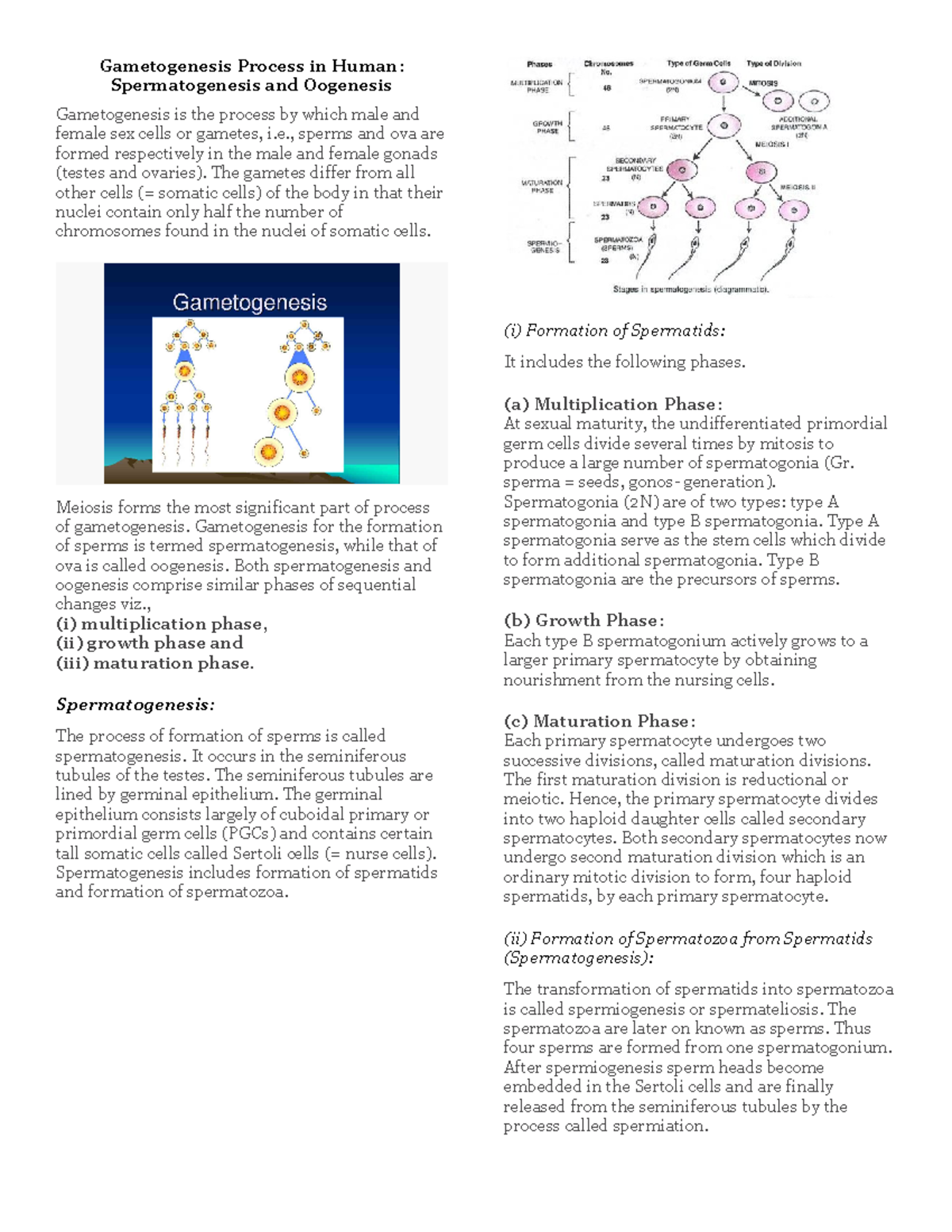 Gametogenesis In Human Spermatogenesis And Oogenesis