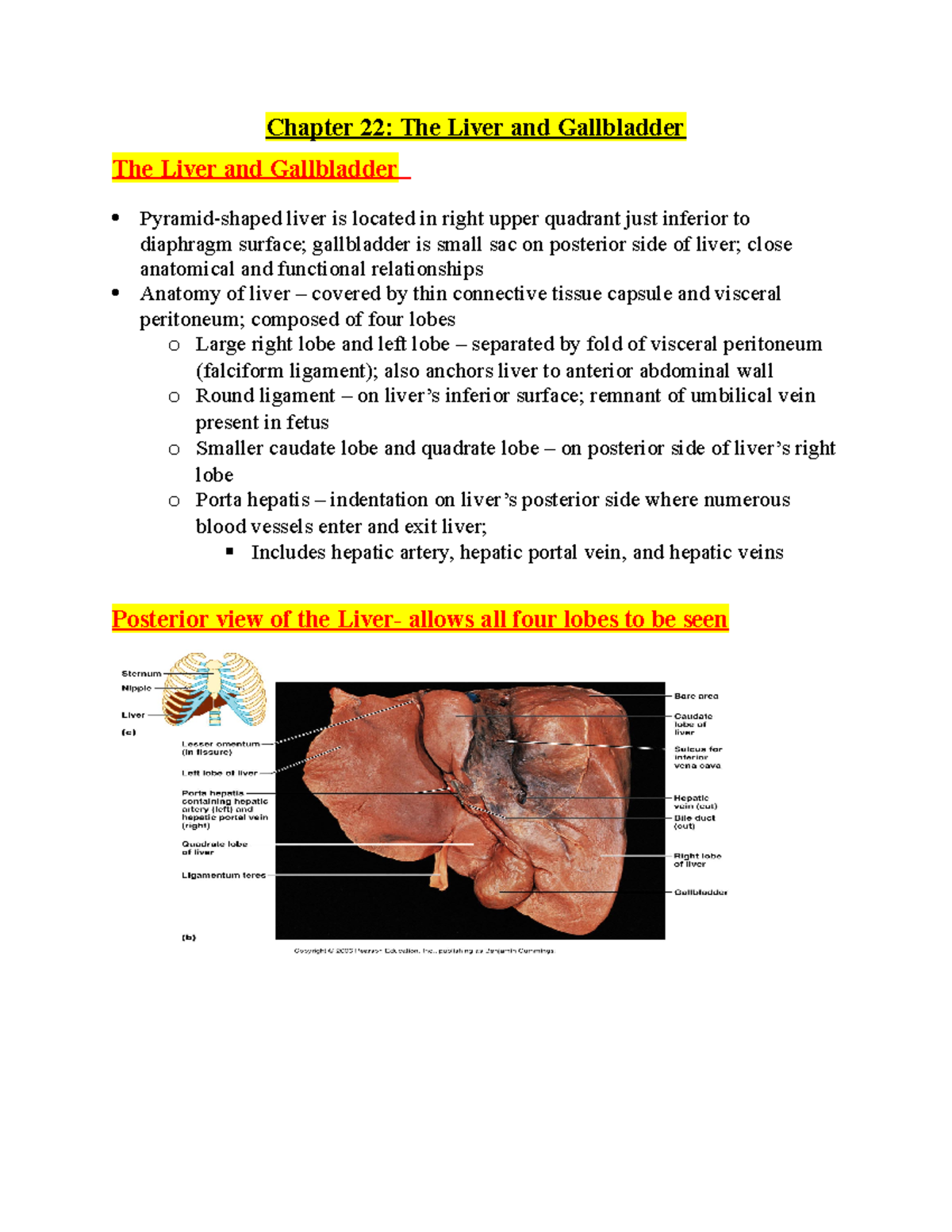 Chapter 22 30 - Mr. Aguilar Class - Chapter 22: The Liver and ...