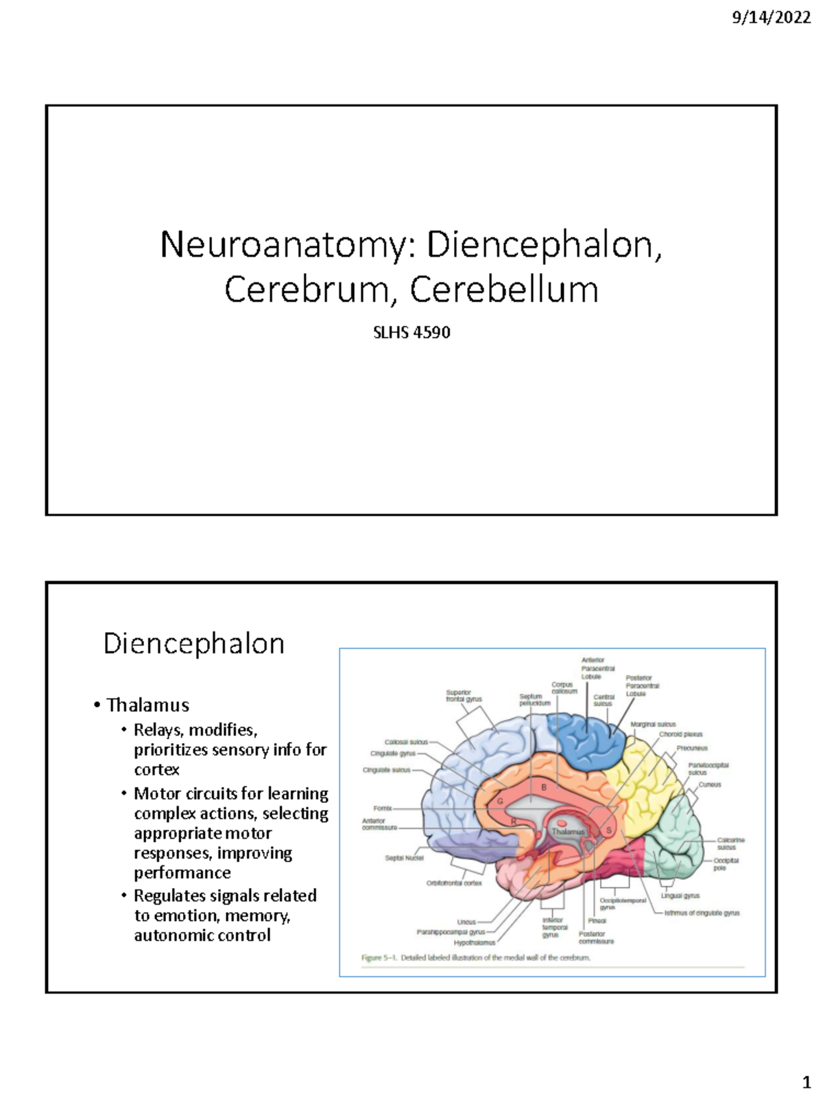4 Diencephalon, Cerebrum, Cerebellum Handout - Neuroanatomy ...