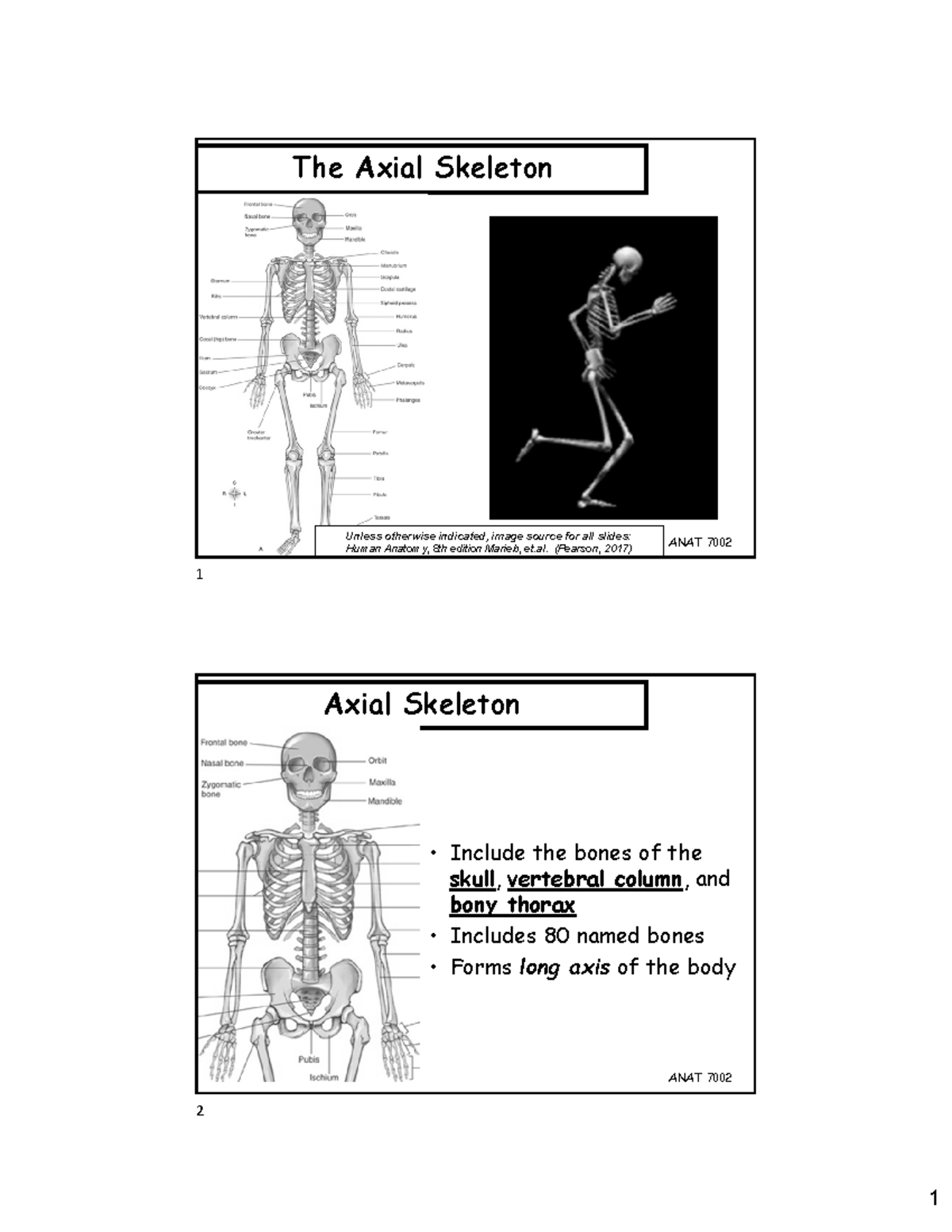 Axial Skeleton (2 slides per page) - ANAT 7002 The Axial Skeleton ...