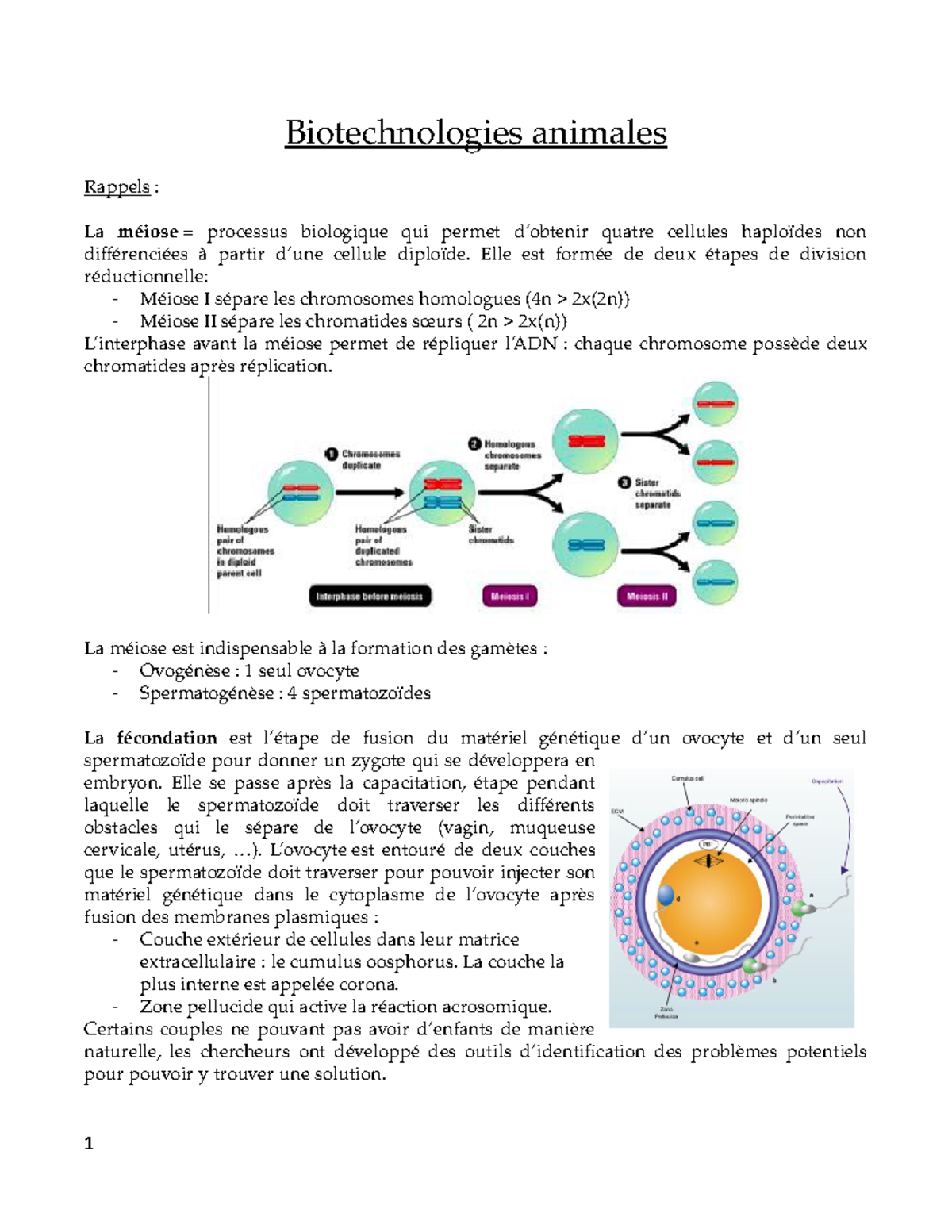 Biotechnologies animales - Biotechnologies animales Rappels : La méiose ...