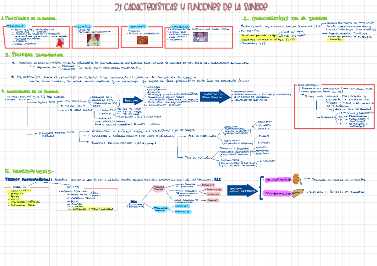 Bloque 2. CARACTERISTICAS Y FUNCIONES DE LA SANGRE - Warning: Error during font loading: - Studocu