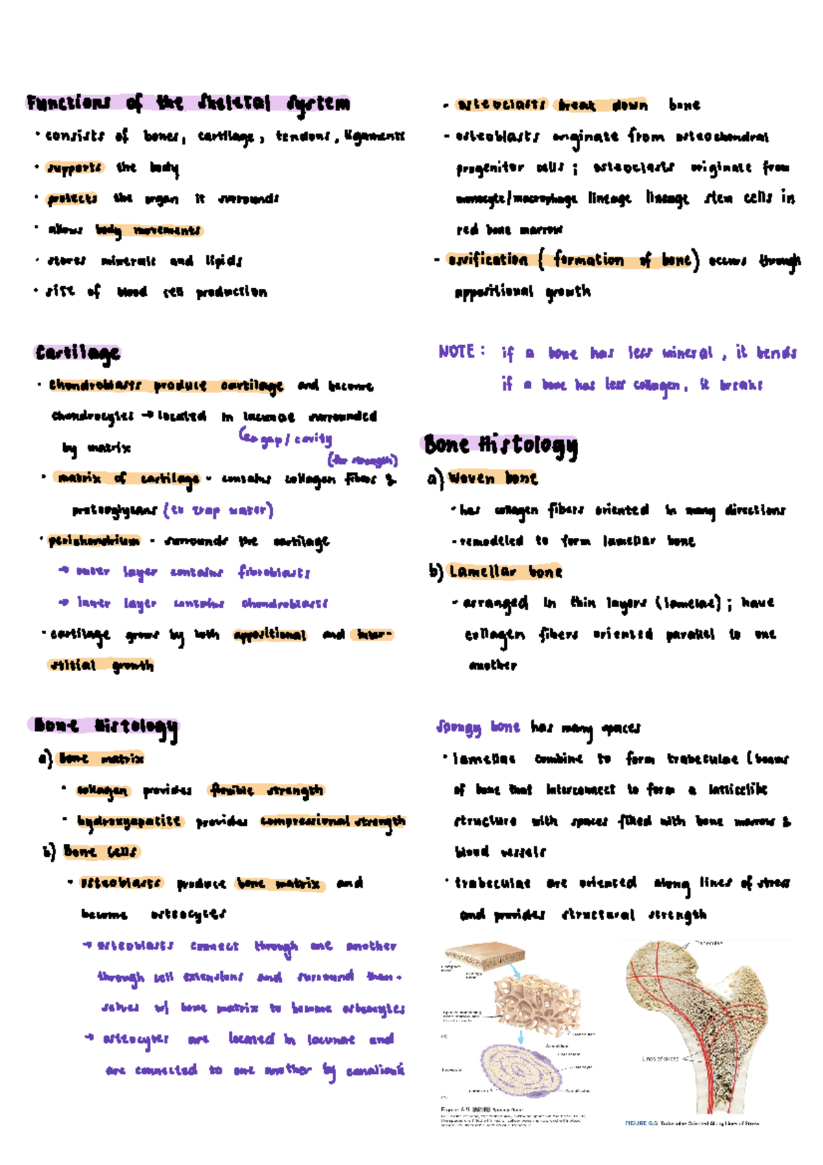 Anaphy reviewer (skeletal system) - Bachelor of Science in Radiologic ...