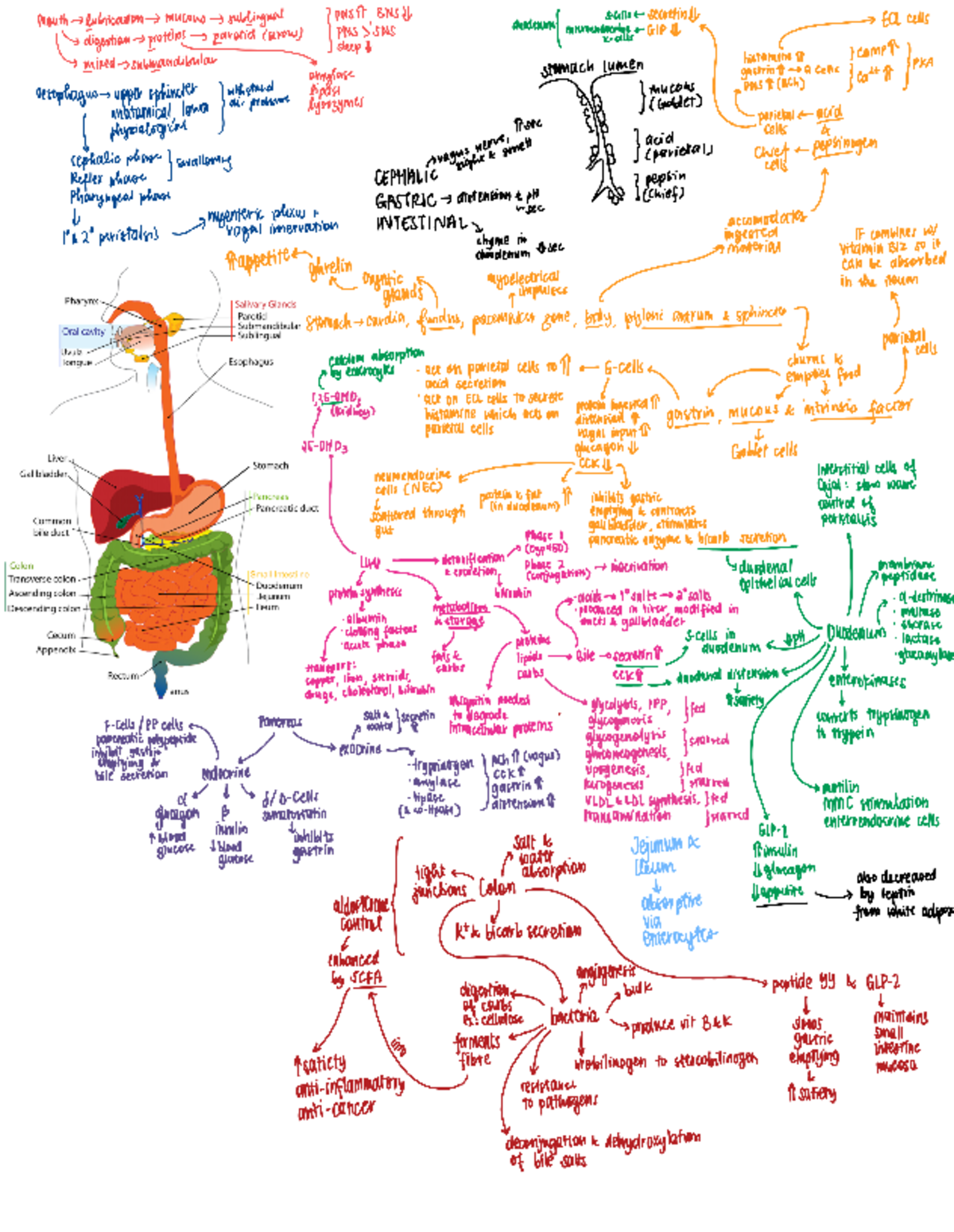 GI physiology & anatomy - MEDI2042 - Studocu