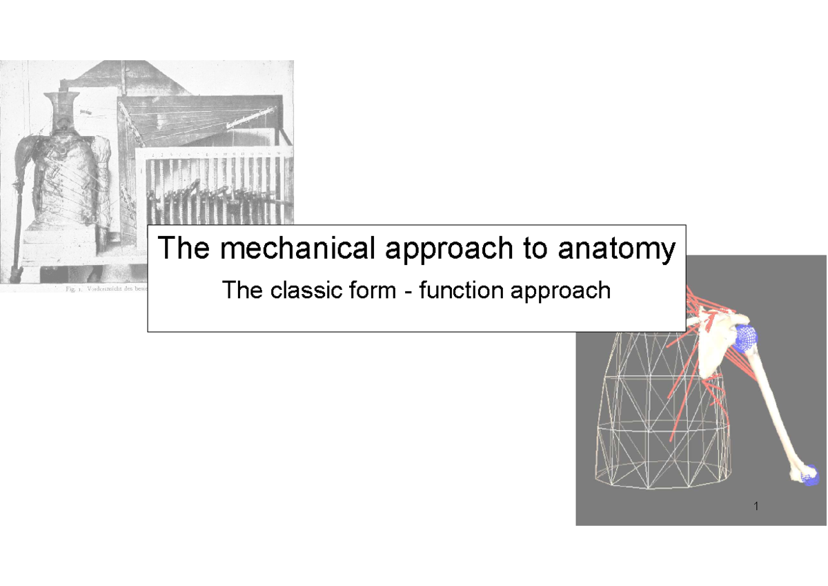 New anatomy- expert lecture 1 - The mechanical approach to anatomy The ...