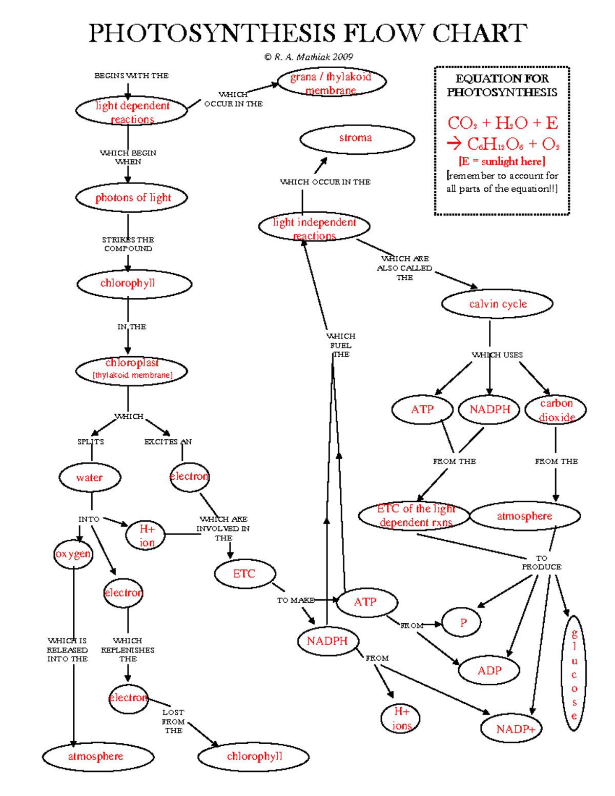 Photosynthesisflowchartanswers - PHOTOSYNTHESIS FLOWPHOTOSYNTHESIS FLOW ...