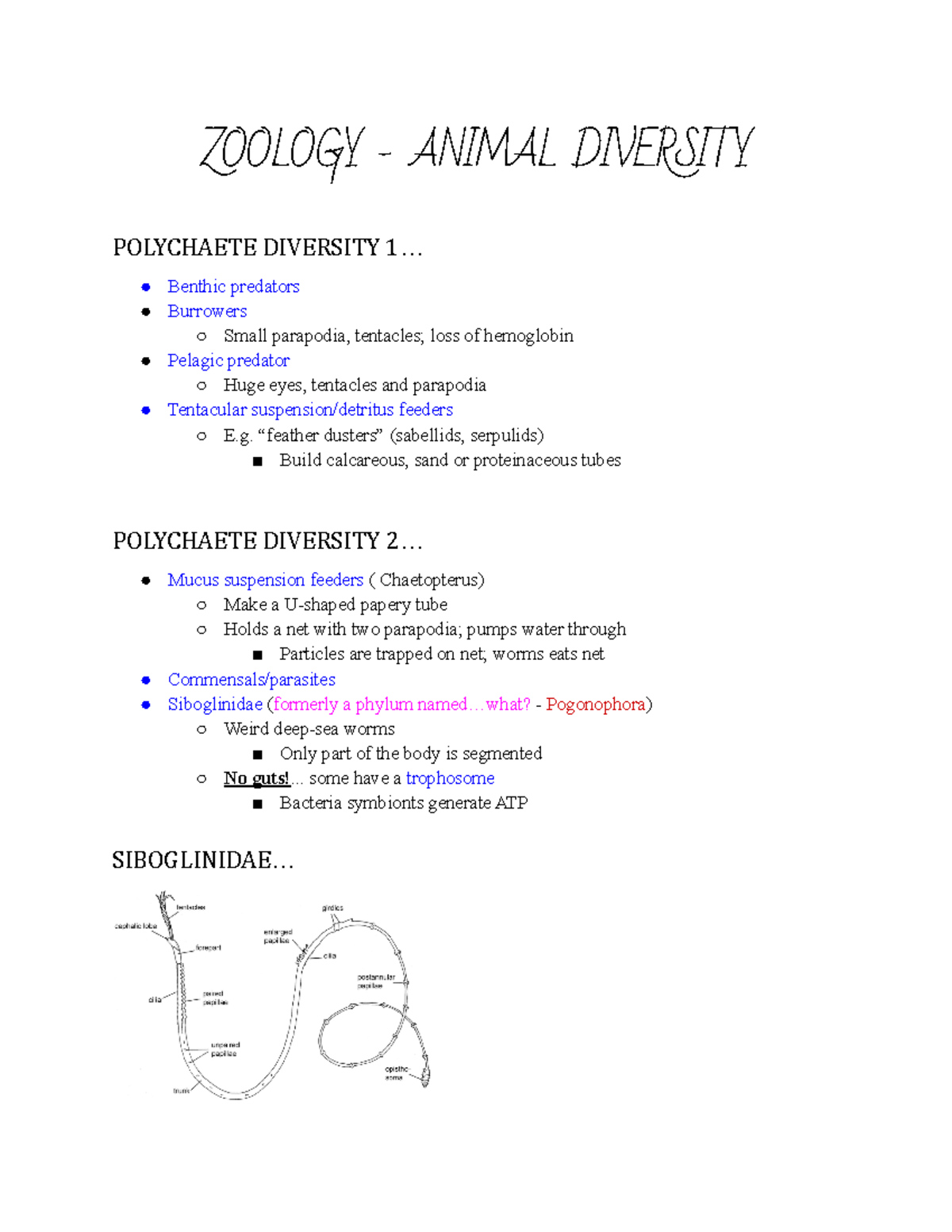 Zoology Notes part 15 - ZOOLOGY - ANIMAL DIVERSITY POLYCHAETE DIVERSITY ...